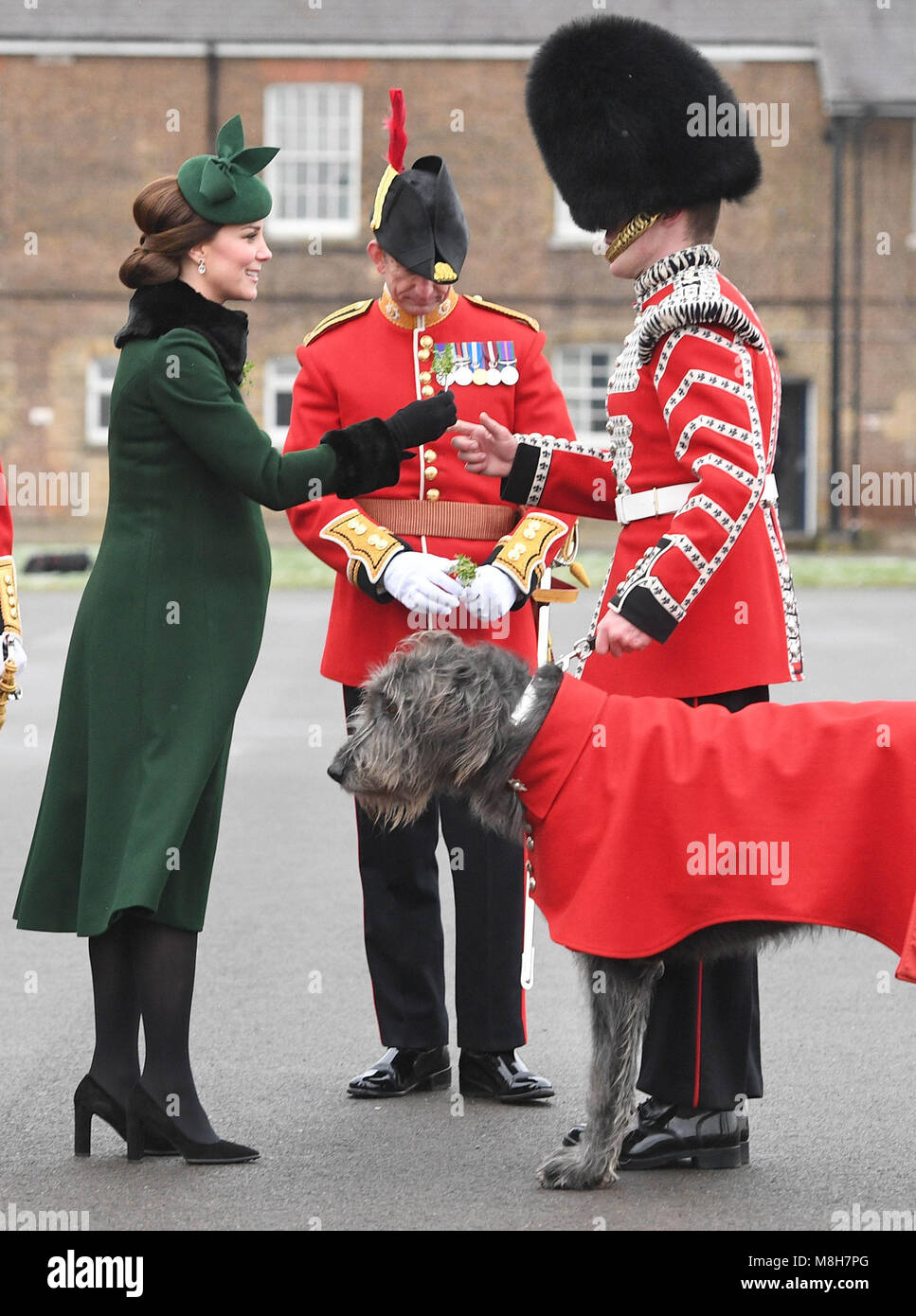 The irish wolfhound mascot 1st battalion irish guards hi-res stock ...