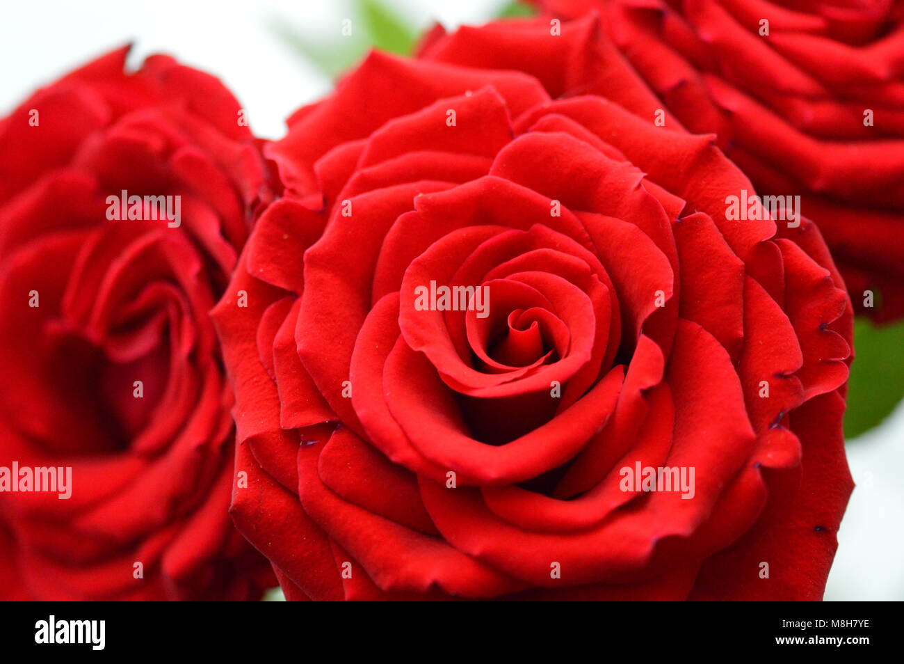 Red rose close up Stock Photo - Alamy