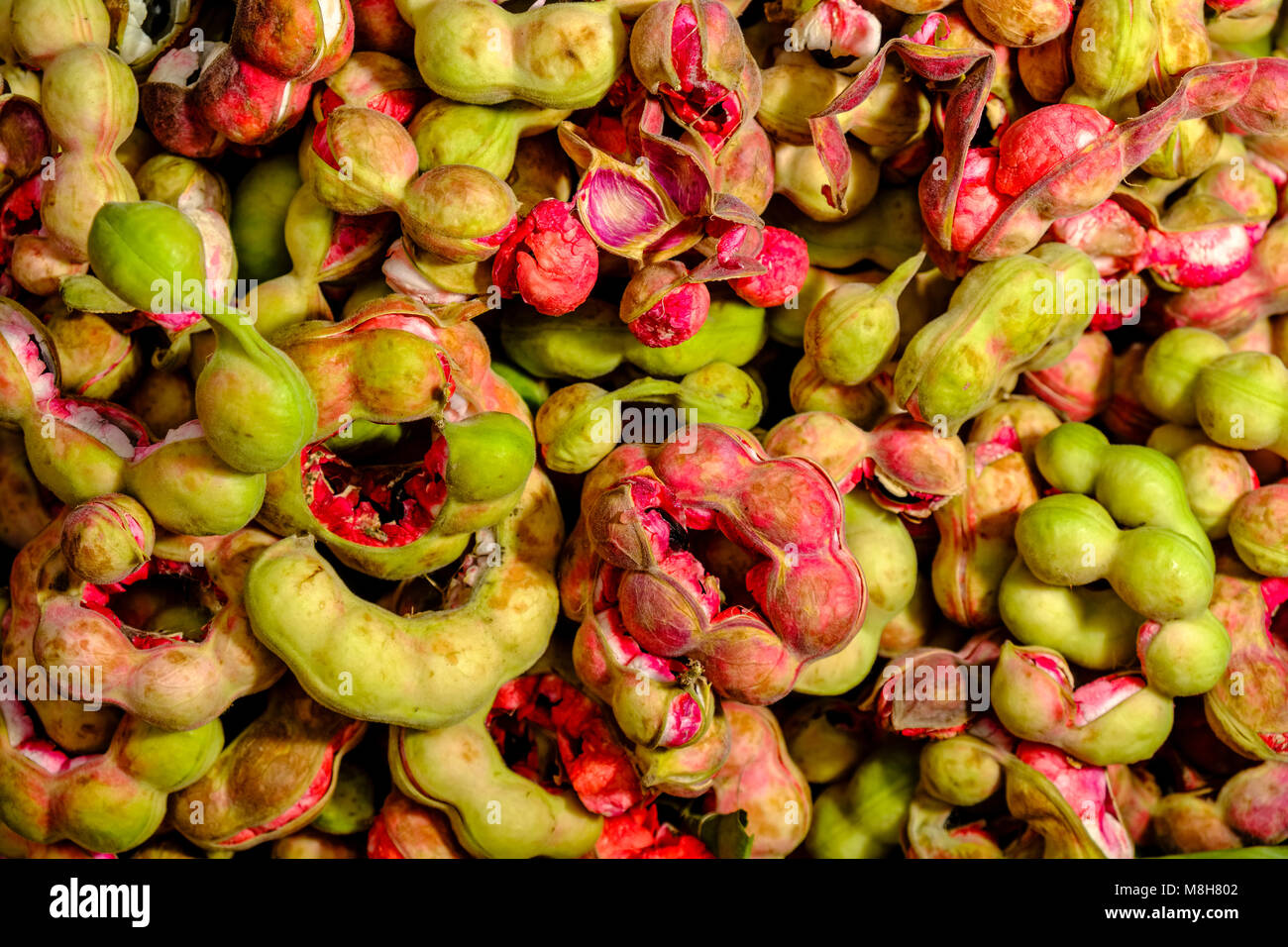 Fresh madras thorn fruits are for sale at Nonthaburi Market Stock Photo ...