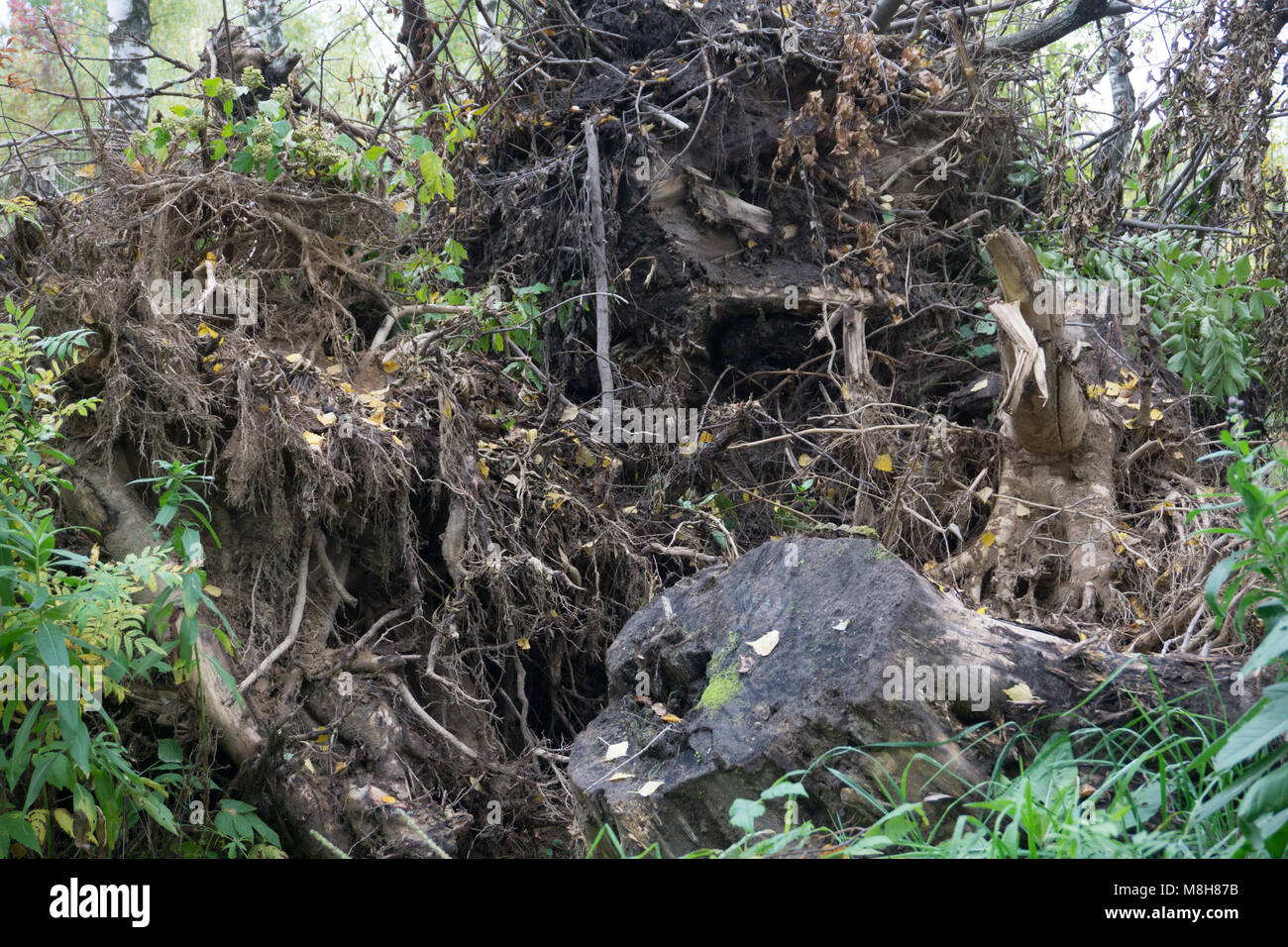 Root of the fallen tree. A boggy stream in the pine wood Stock Photo ...