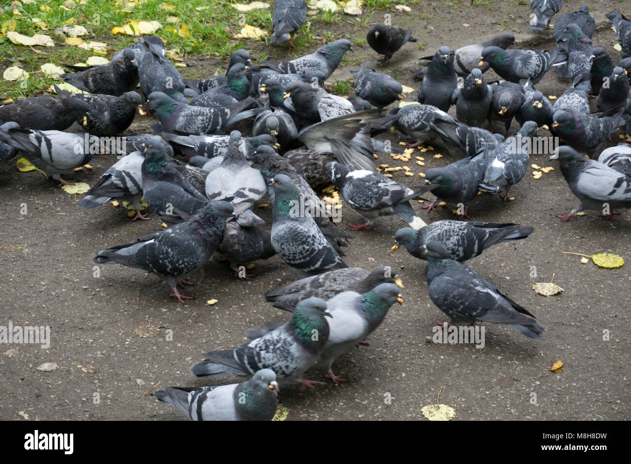 Beardflu hi-res stock photography and images - Alamy
