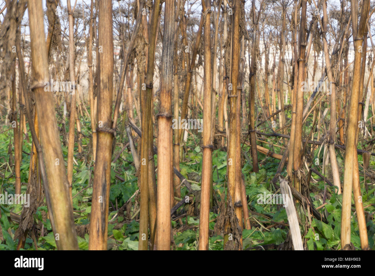 Agriculture, damaged corn plant in field, harvest time Stock Photo - Alamy
