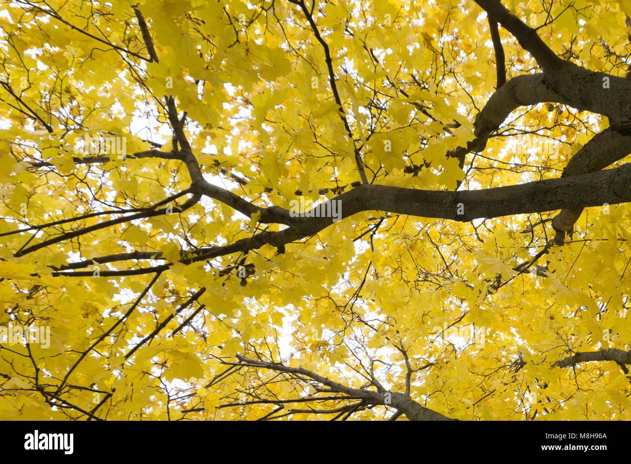 Wide shot of bright yellow and green foliage of aspen trees in autumn ...