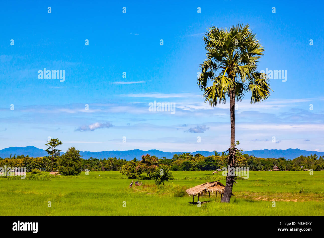 View of green paddy field and palm tree in the rural of Thailand Stock ...
