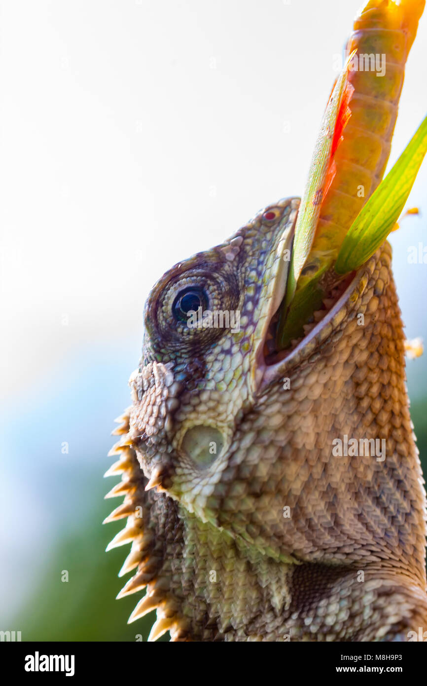 Insectivore teeth hi-res stock photography and images - Alamy