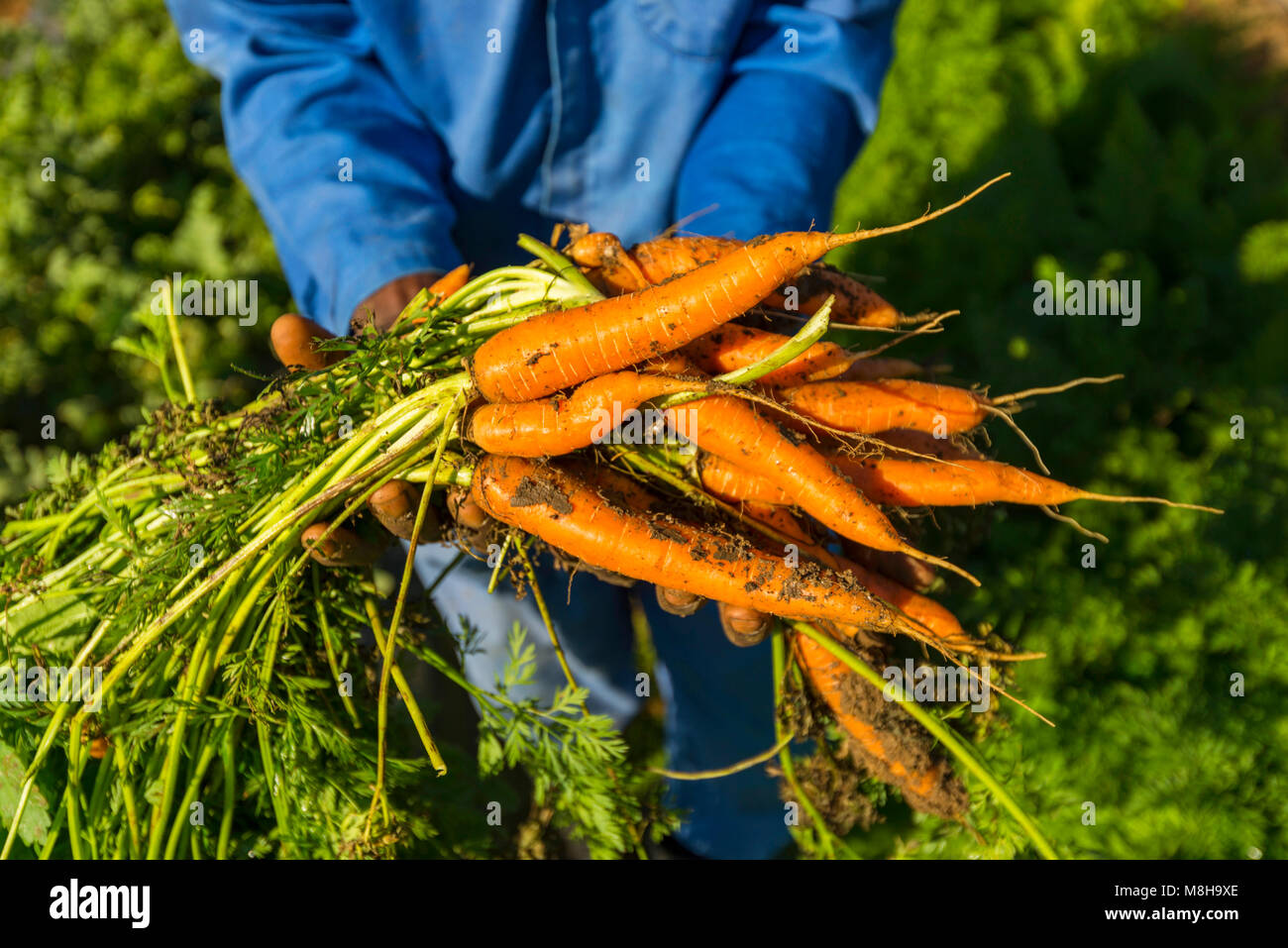 Vegetable farming in Zimbabwe Stock Photo - Alamy