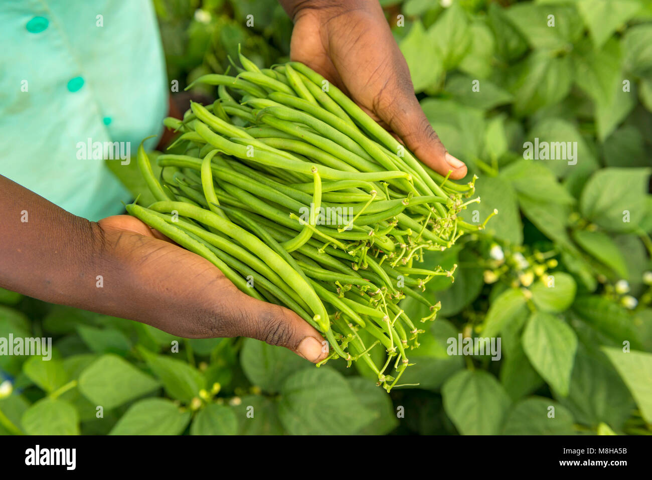 Vegetable farming in Zimbabwe Stock Photo - Alamy