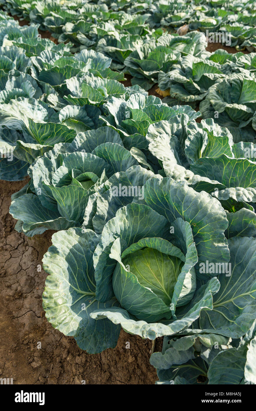 African cabbages hi-res stock photography and images - Alamy