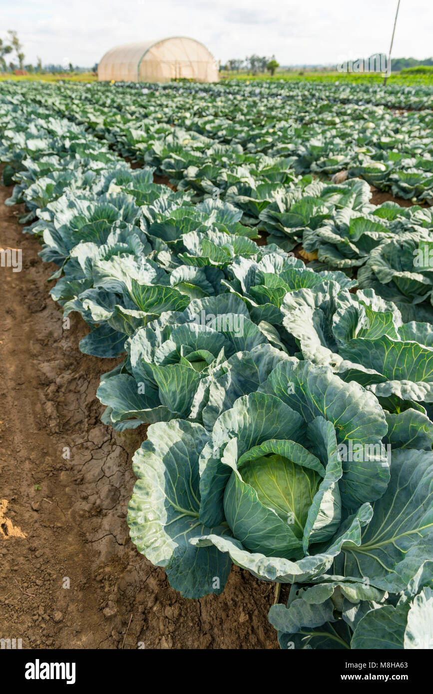 Zimbabwean agriculture hi-res stock photography and images - Alamy