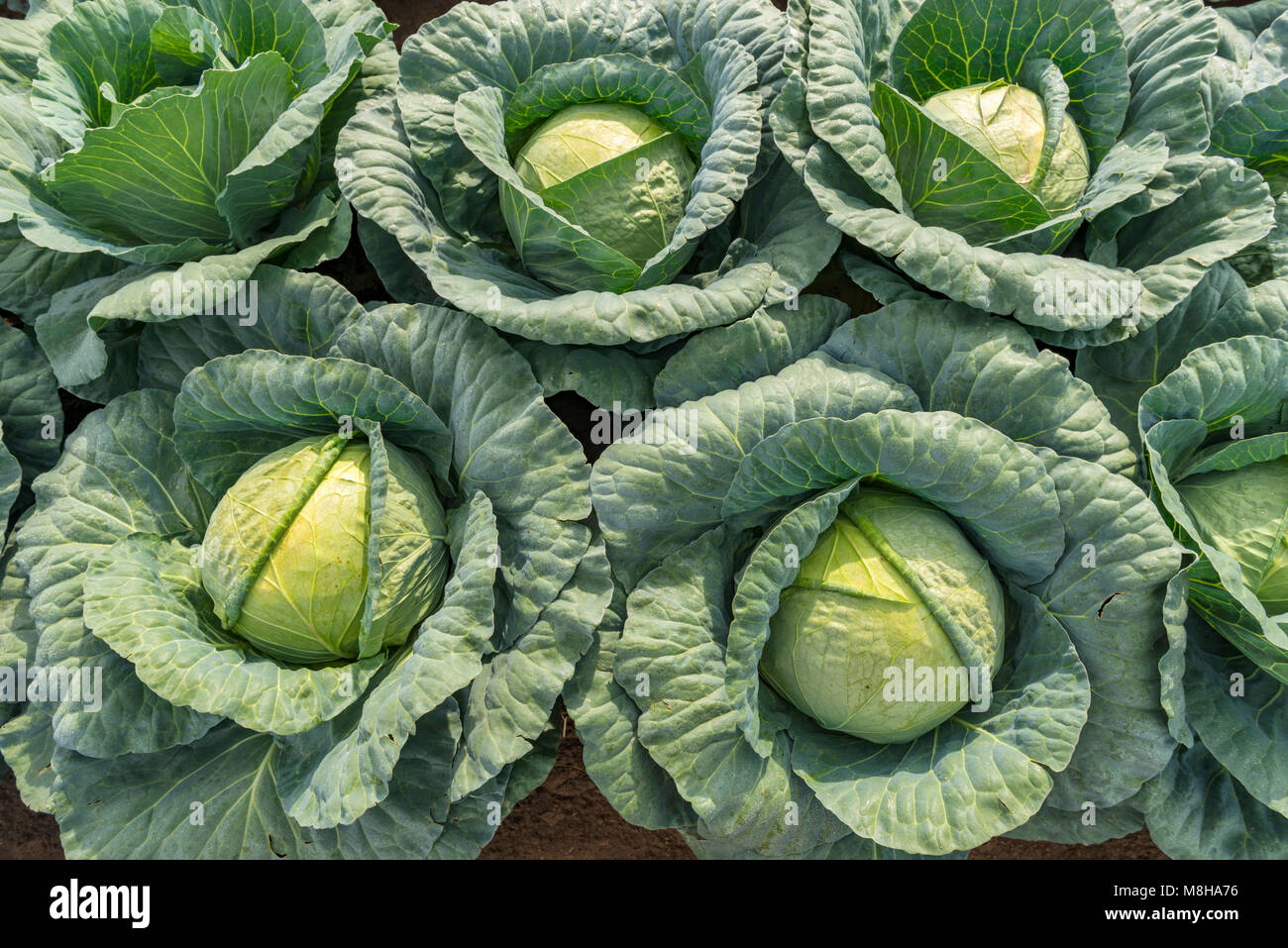 Cabbages seen on a farm in Zimbabwe Stock Photo - Alamy