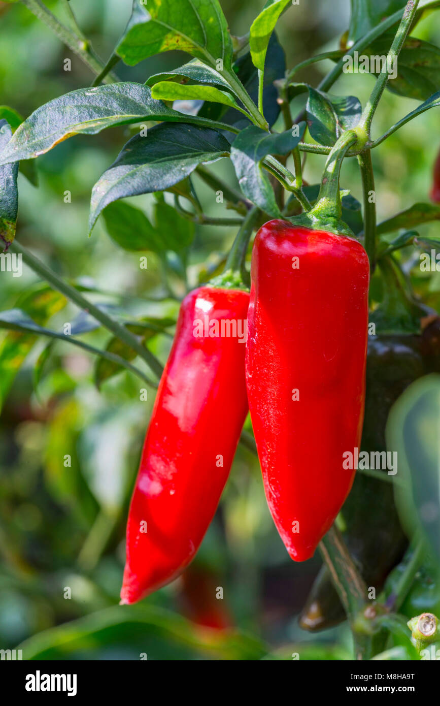 Are Shepherd Peppers Spicy