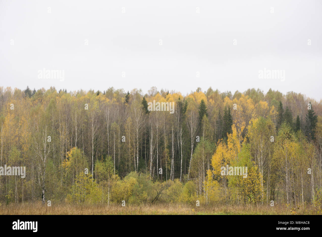 Forest Glade in autumn.Beautiful autumn landscape Stock Photo - Alamy