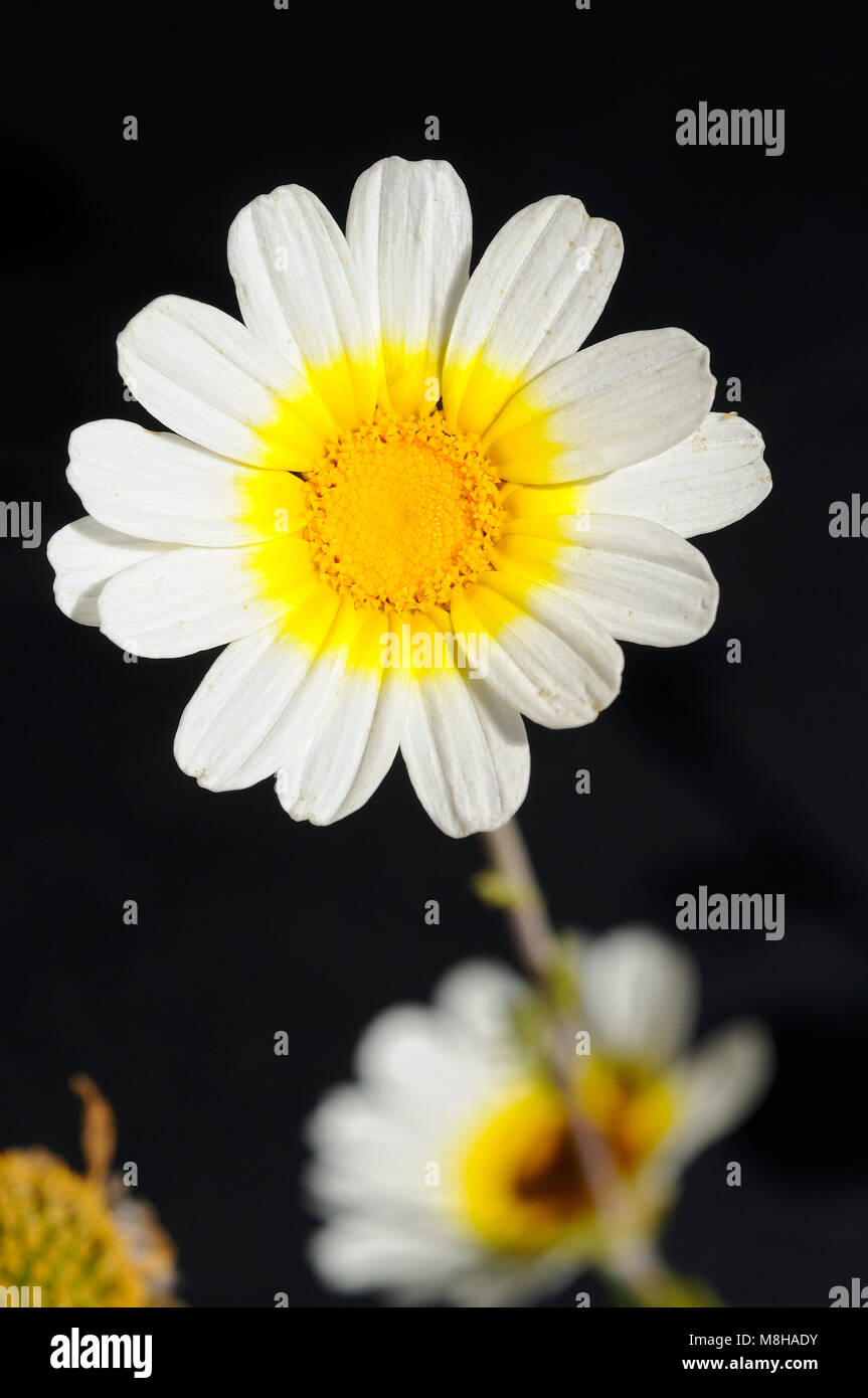 Colourful spring flowers in hi-res stock photography and images - Alamy