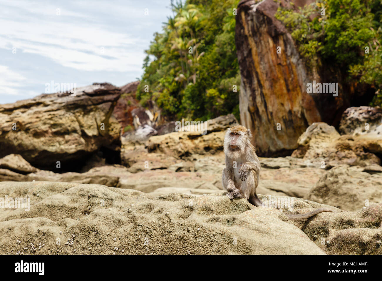 monkey sits on rocks on the island of Borneo Malaysia Stock Photo - Alamy