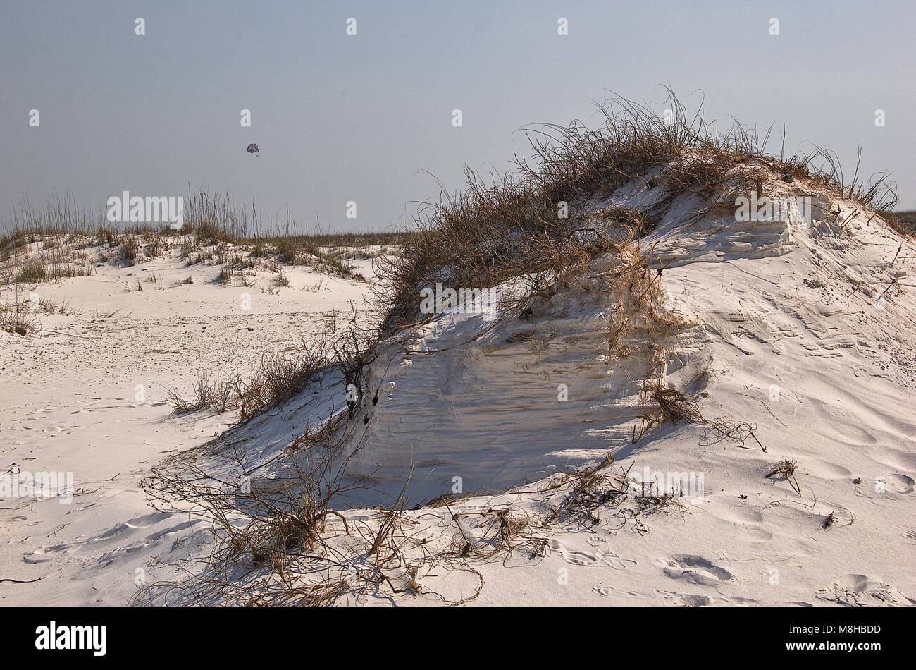 White sandy beach dunes in Florida with wild grass Stock Photo - Alamy