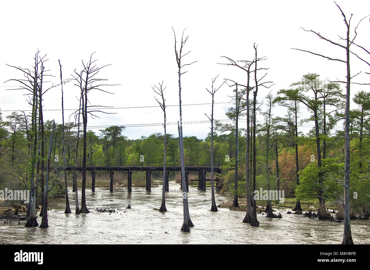 Bayou with wooden train trussle over swamp Stock Photo - Alamy