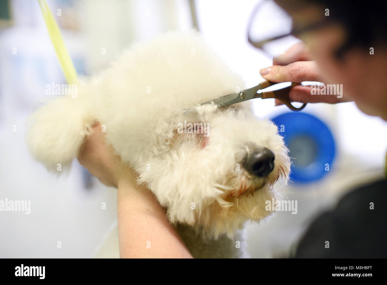 Small dog having haircut in close up Stock Photo - Alamy