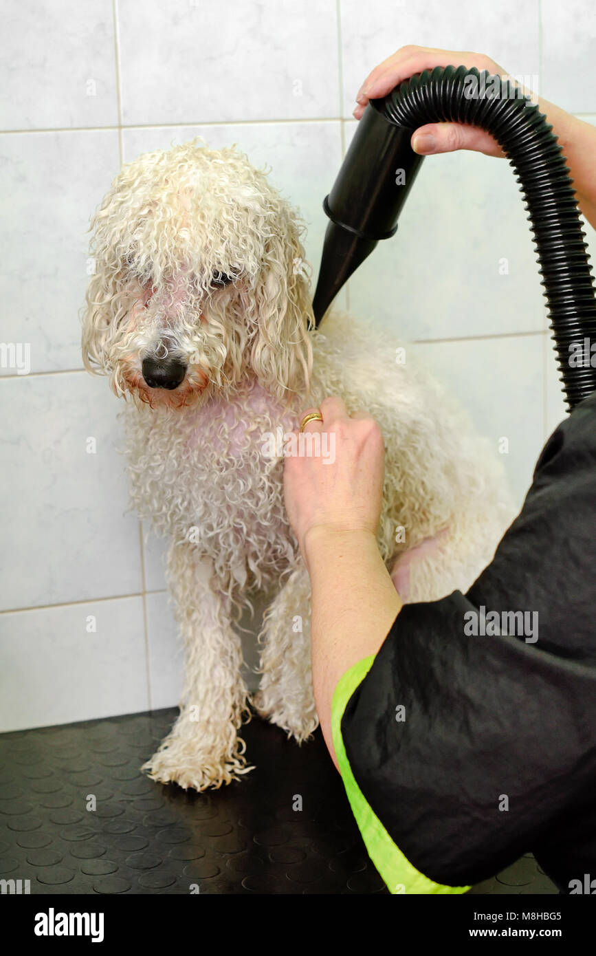 Wet white dog hi-res stock photography and images - Alamy