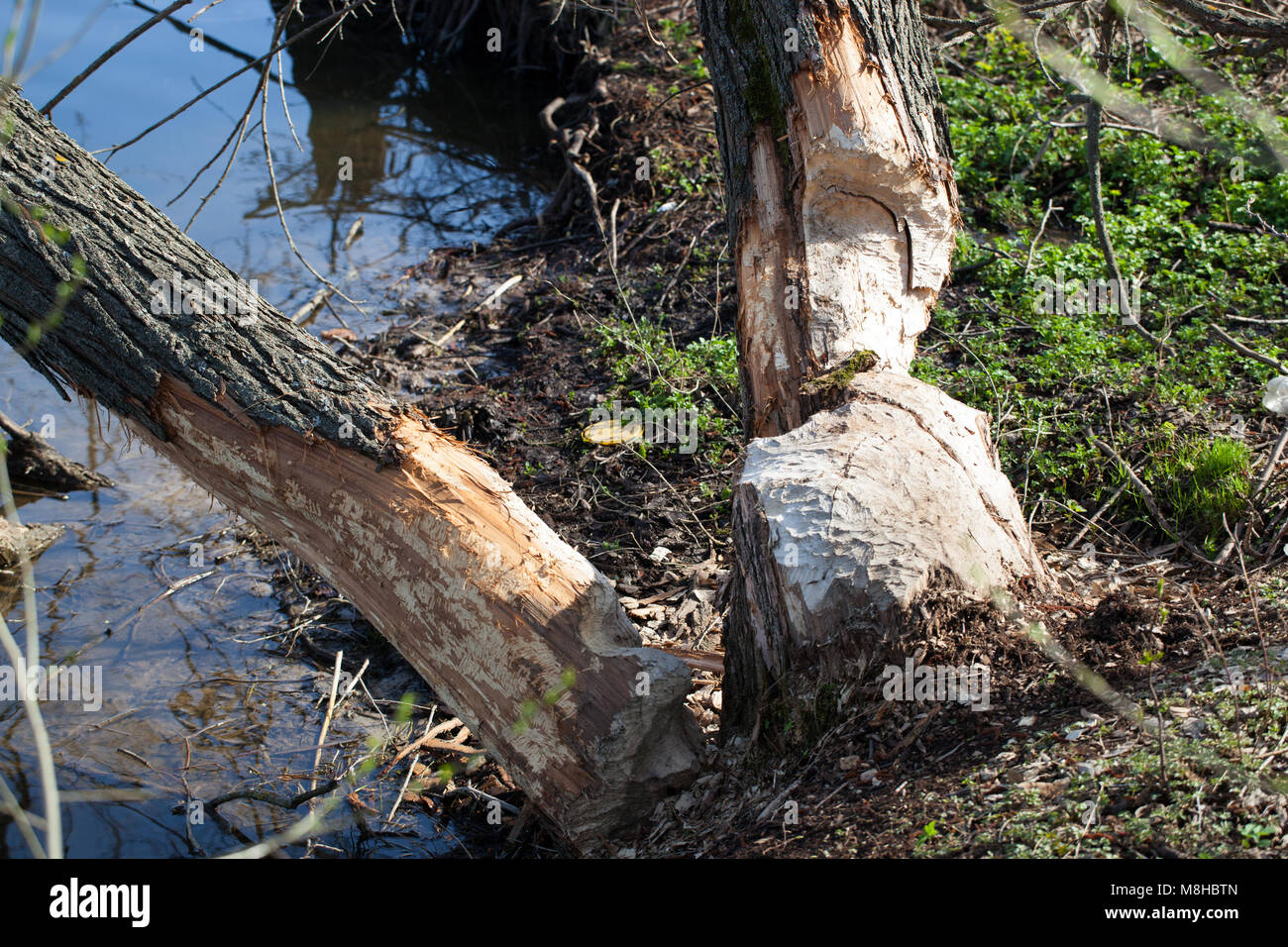 Signs of beaver activity. Castor fiber, Eurasian beaver. Russia, the ...