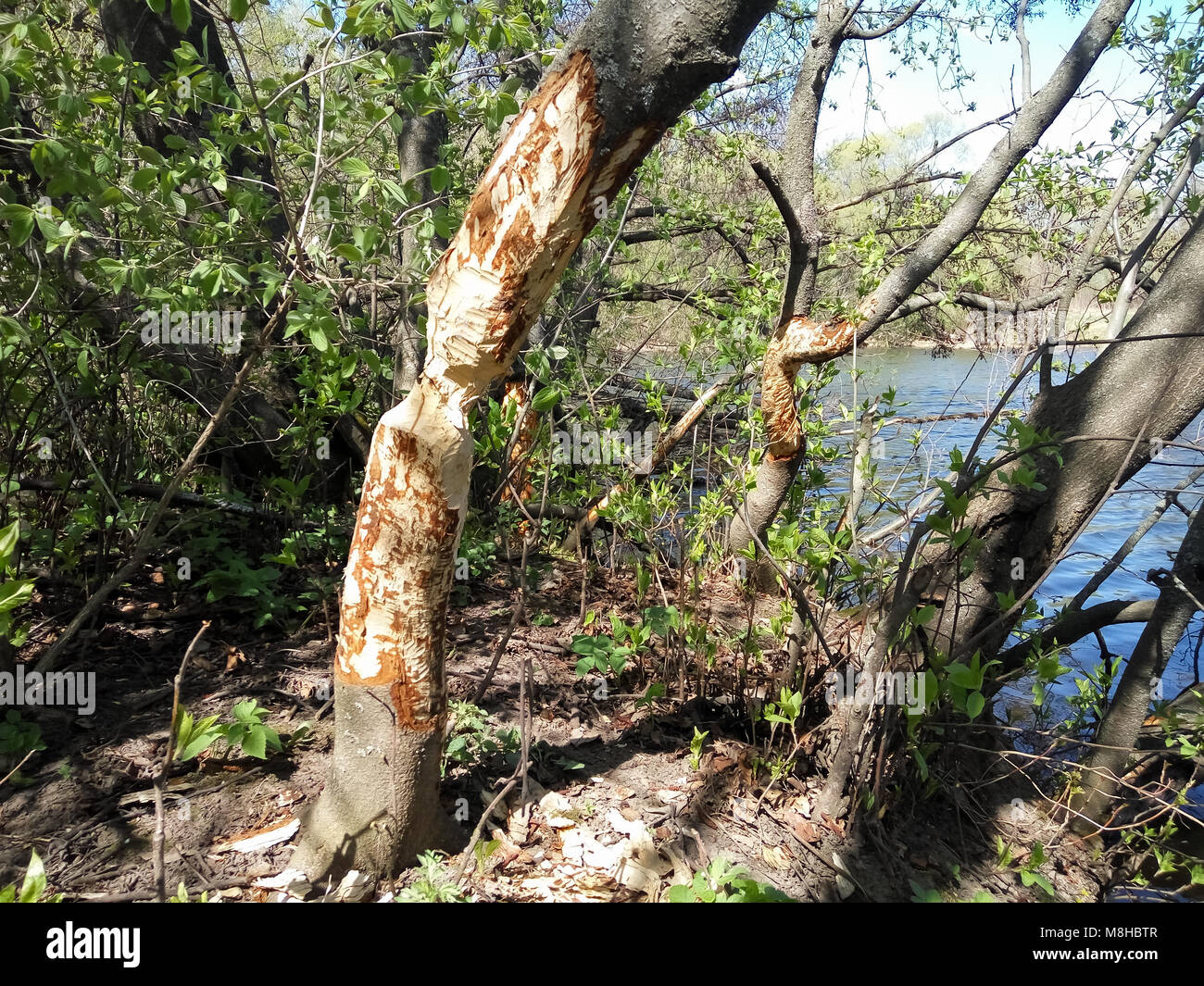 Beaver activity hi-res stock photography and images - Alamy