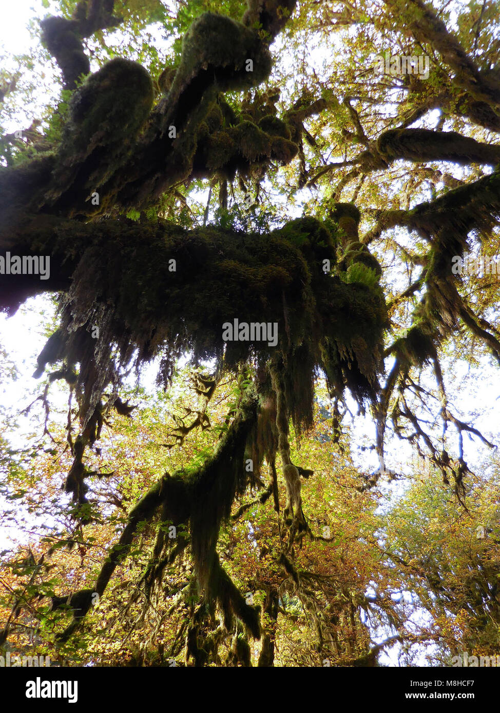 Hoh moss shadow Stock Photo - Alamy