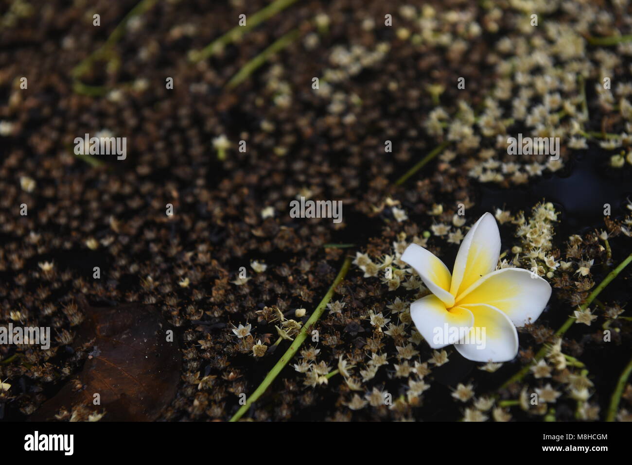 Exotic Frangipani flower floating on water Stock Photo - Alamy