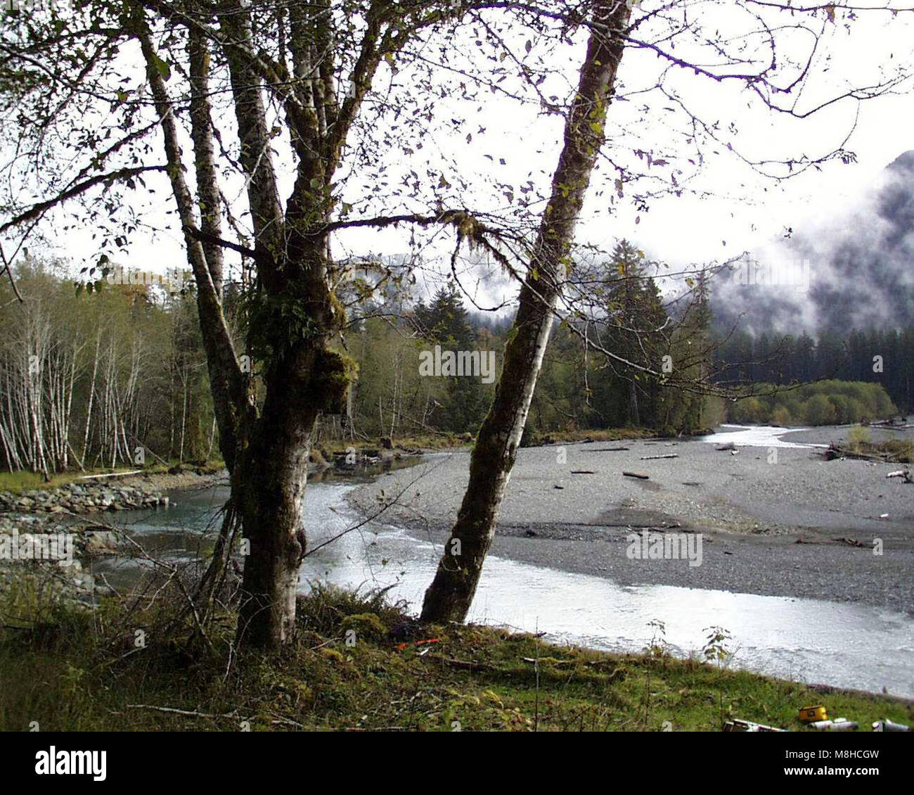 Hoh river scenic trees clouds Stock Photo - Alamy