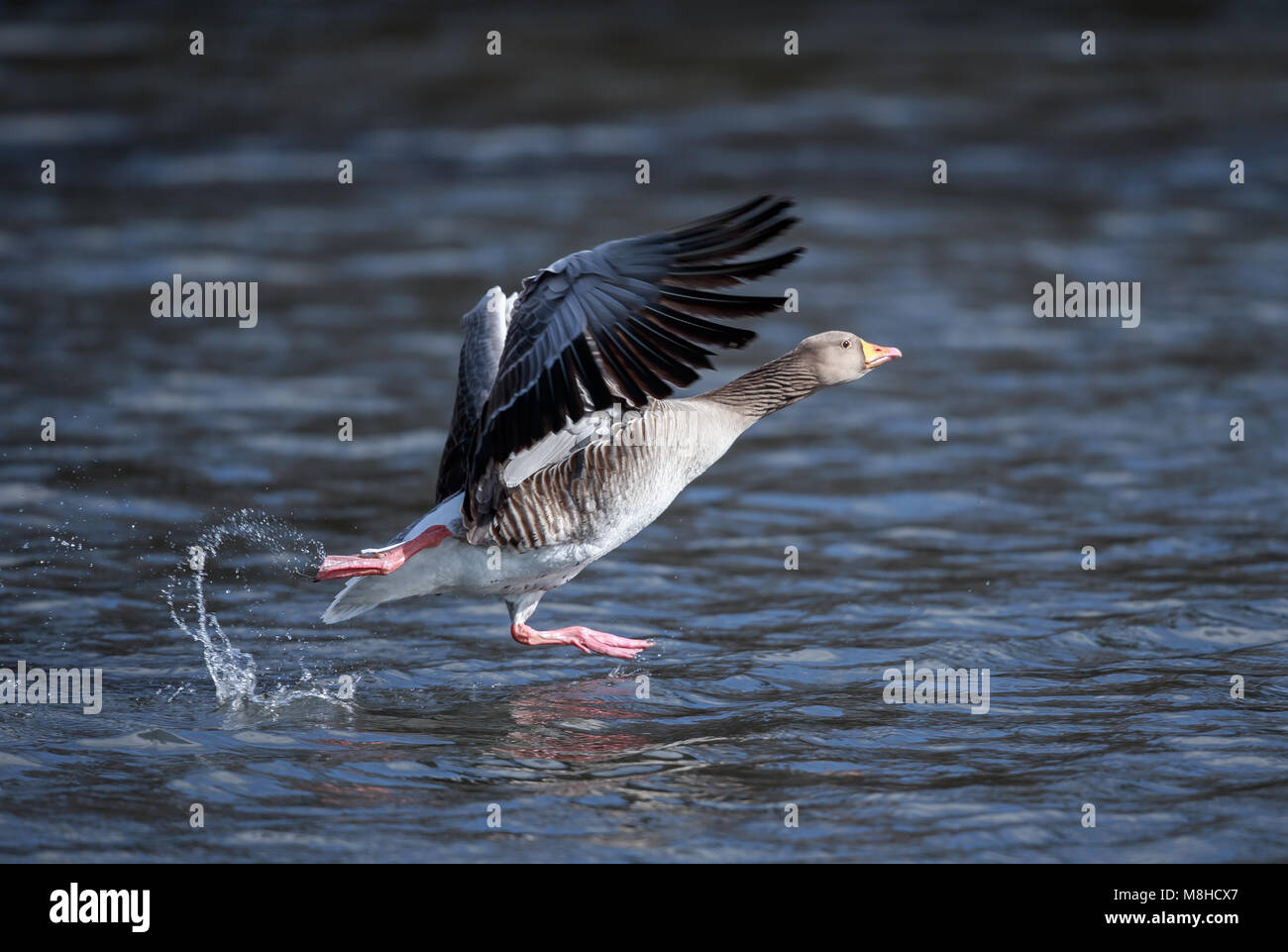 The ancestor of most domestic geese, the greylag is the largest and ...