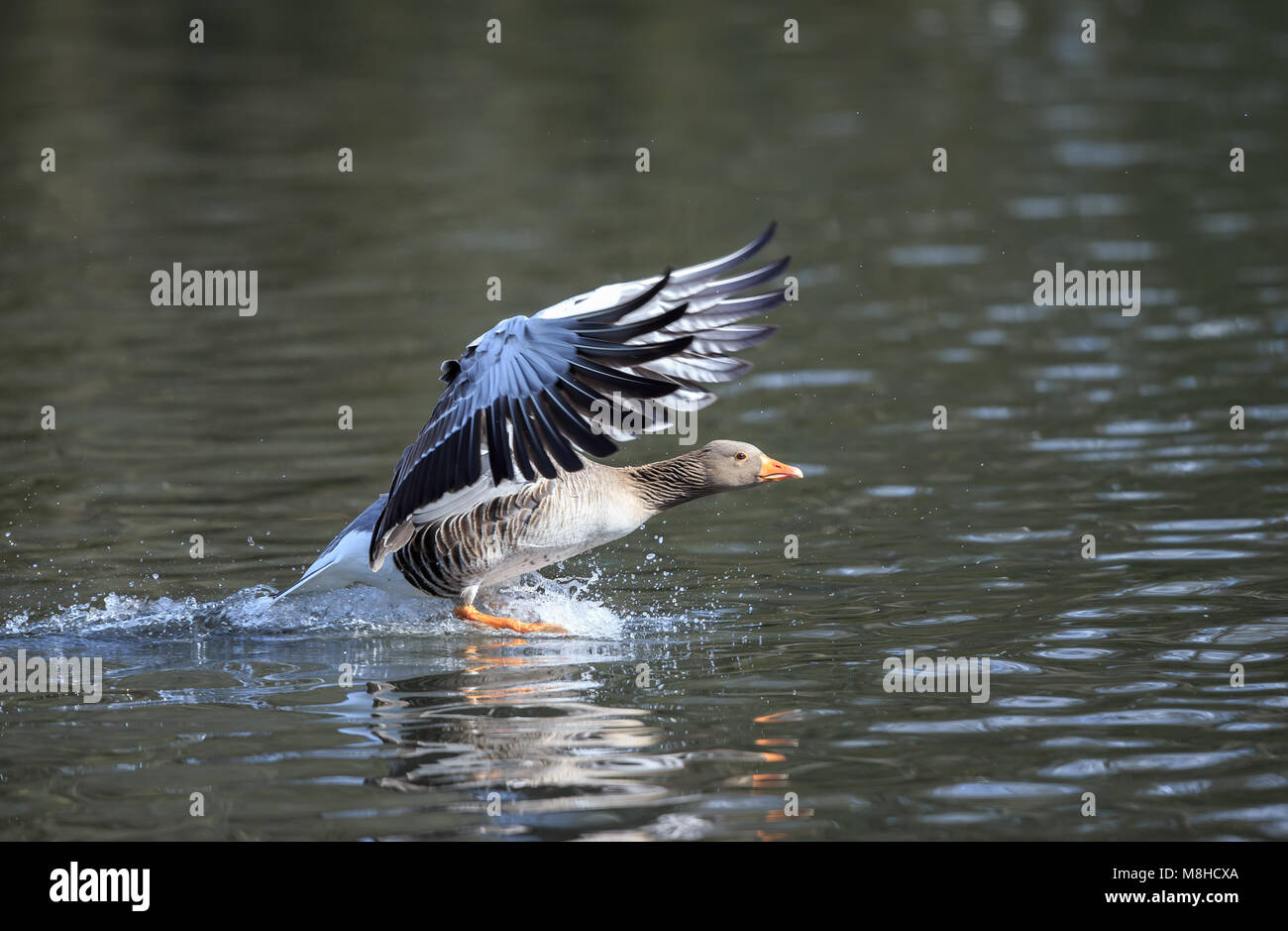 The ancestor of most domestic geese, the greylag is the largest and ...