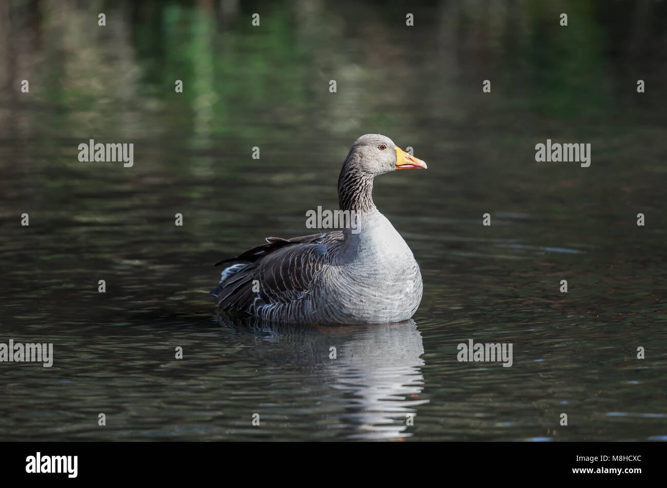 The ancestor of most domestic geese, the greylag is the largest and ...