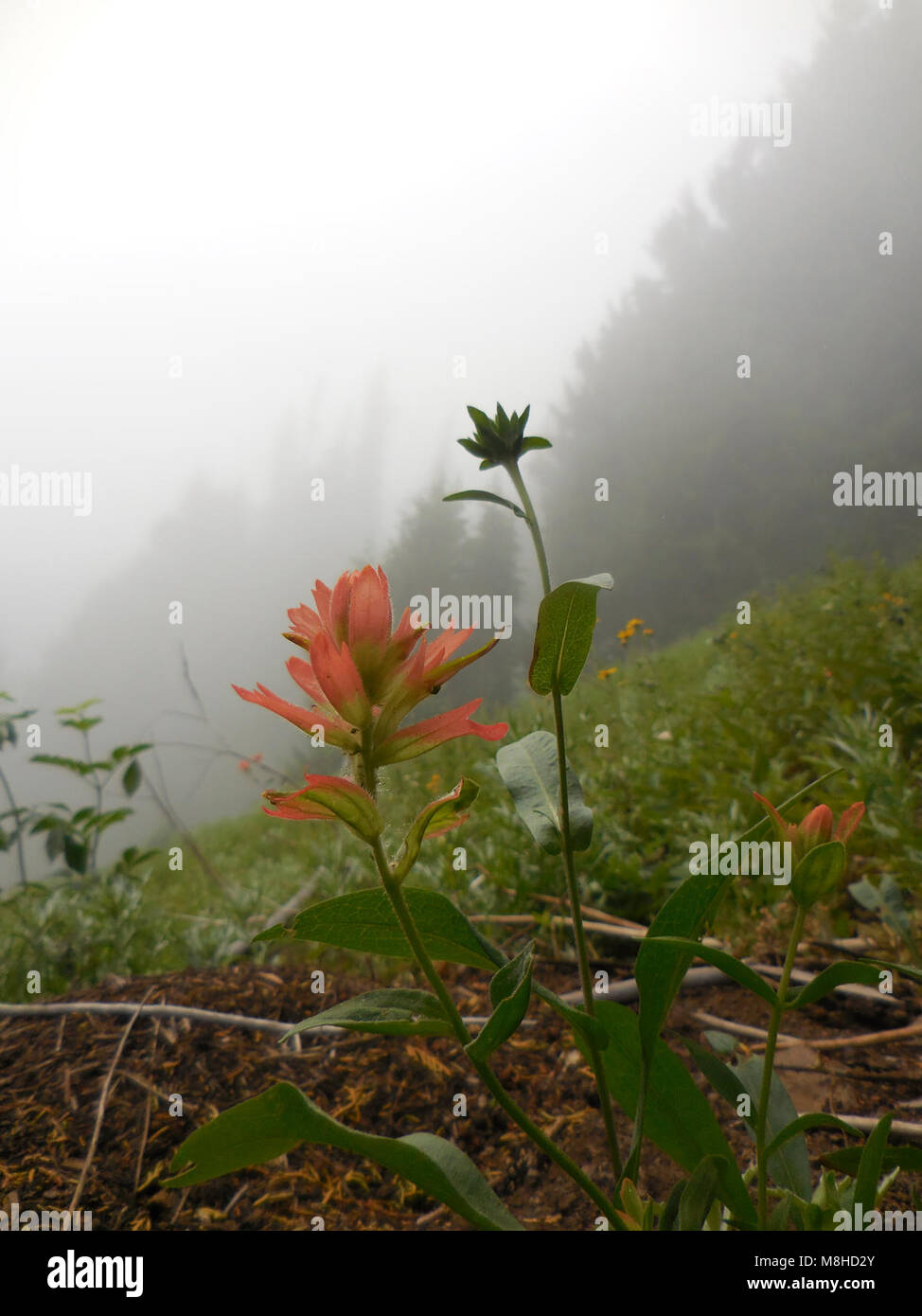 Indian paintbrush yellowstone hi-res stock photography and images - Alamy