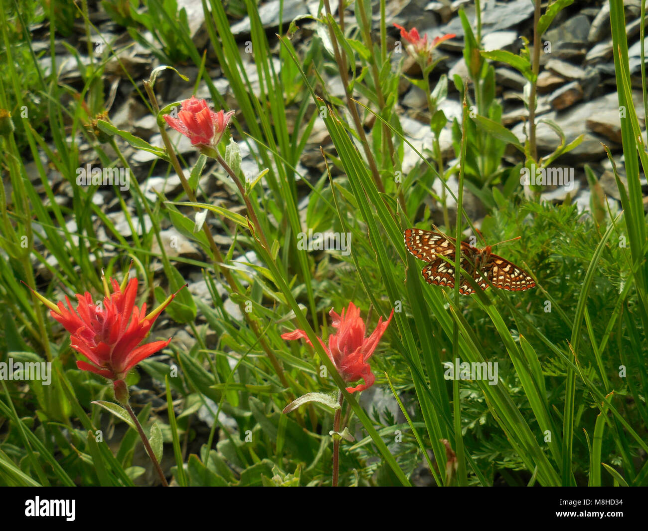 indian paintbrush flower wildflowers red painted lady butterfly ...