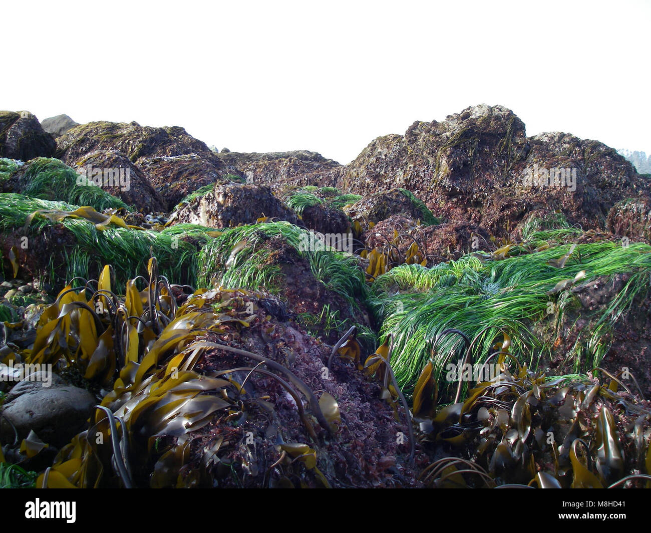 Intertidal plants coast seaweed kelp eelgrass Stock Photo - Alamy