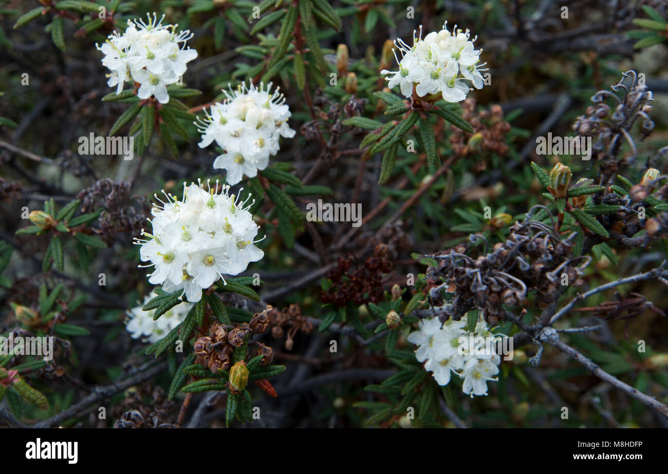 Labrador Tea (Rhododendron groenlandicum Stock Photo - Alamy