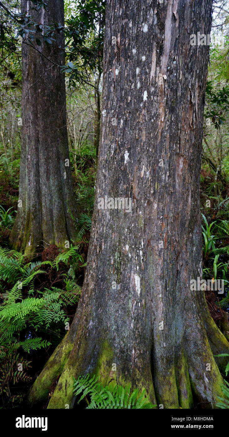 Large Cypress. Old Growth trees at Corkscrew Stock Photo - Alamy