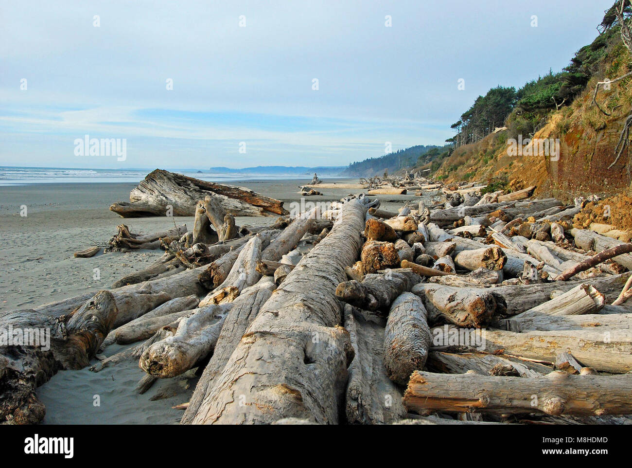 large driftwood beach logs kalaloch campground beach d archuleta march ...