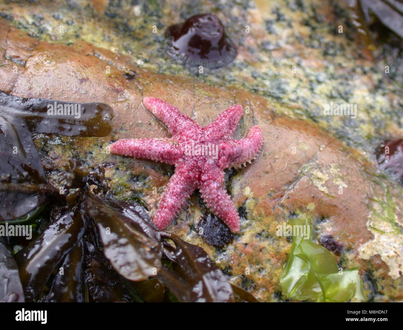 Leptasterias starfish six-rayed seastar ocean marine Stock Photo - Alamy