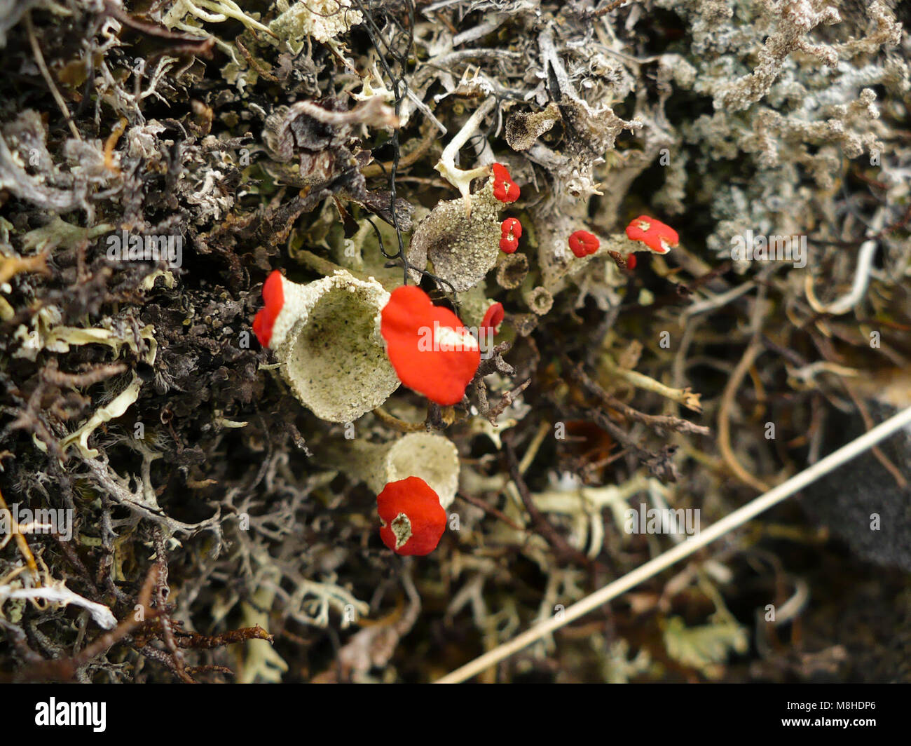 Allision hi-res stock photography and images - Alamy