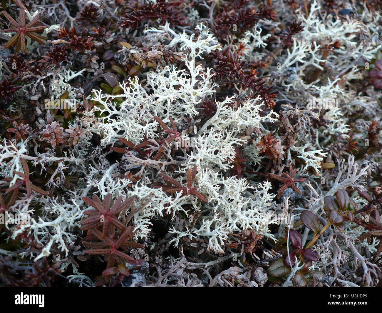 Allison bridge hi-res stock photography and images - Alamy