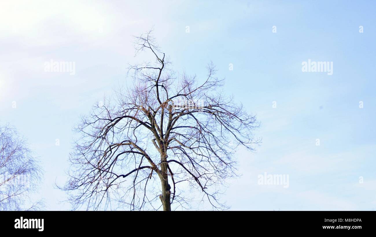 Tree and cloud background Stock Photo - Alamy