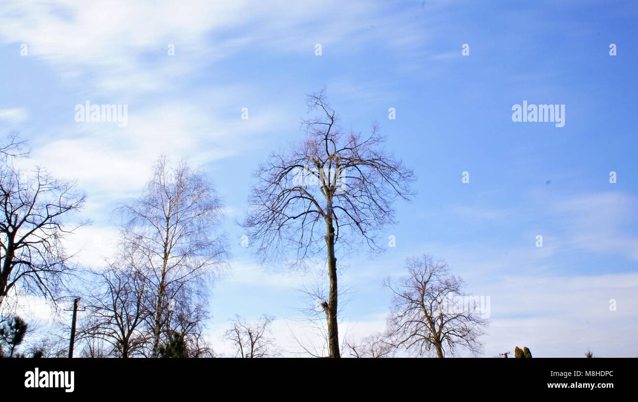 Tree and cloud background Stock Photo - Alamy