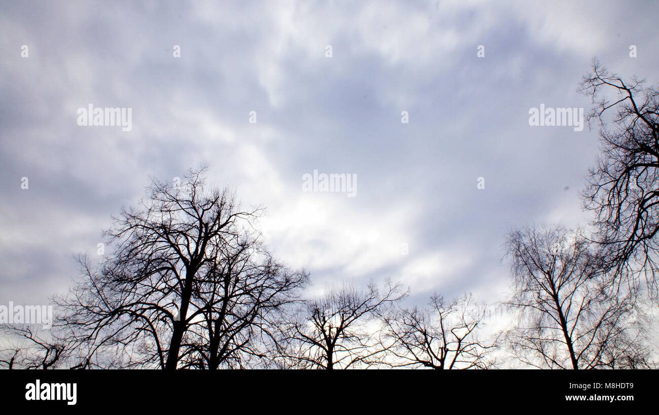 Tree and cloud background Stock Photo - Alamy