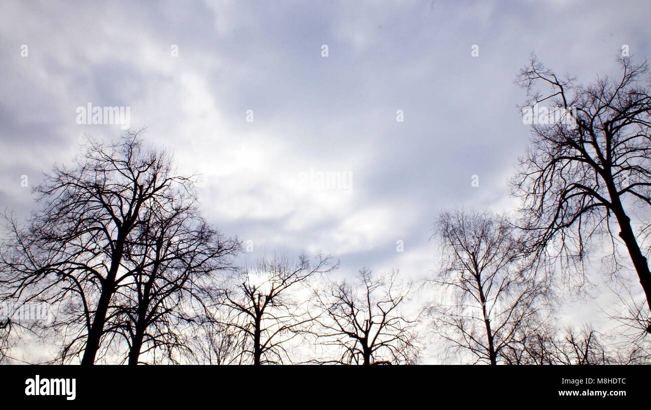 Tree and cloud background Stock Photo - Alamy