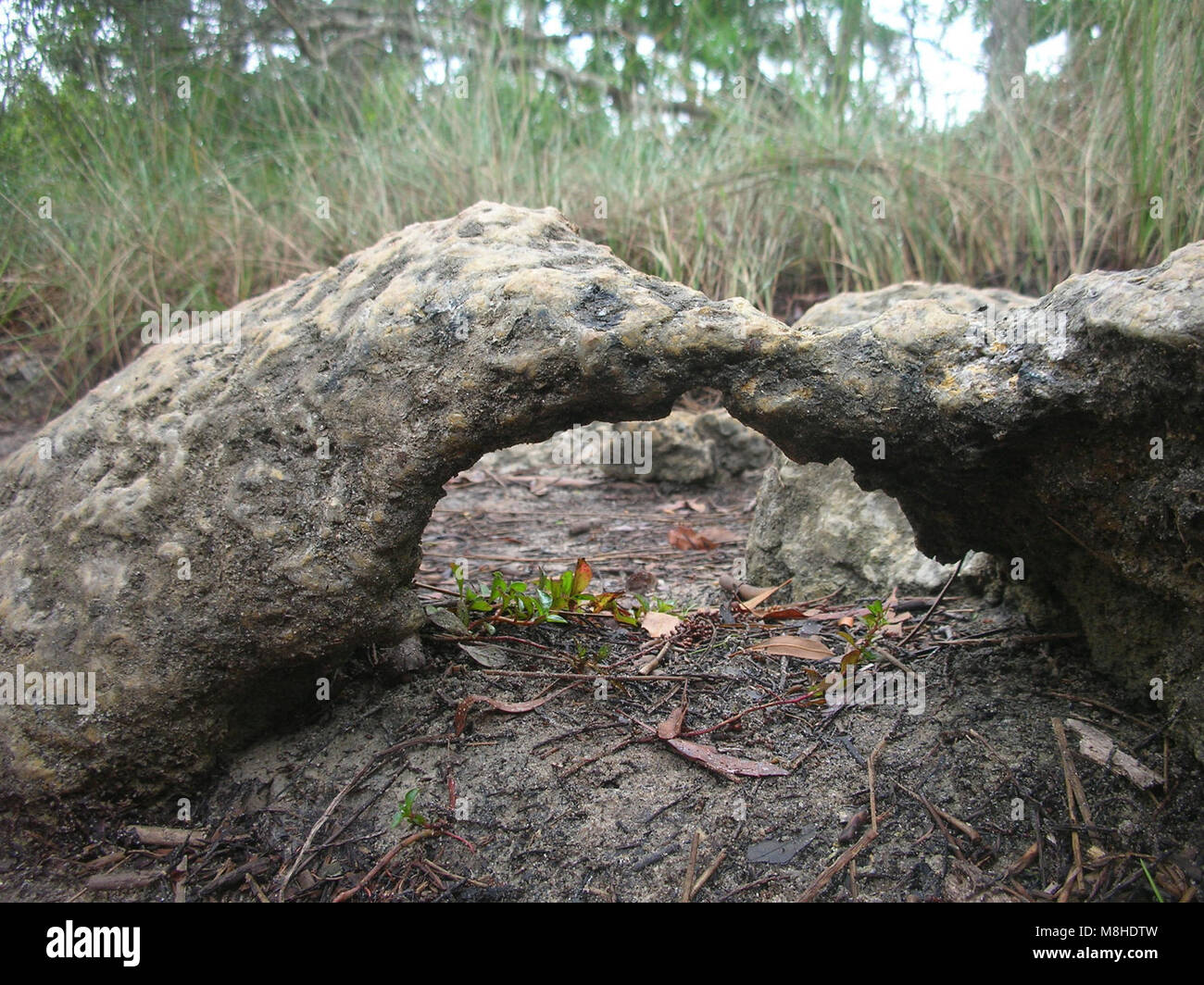 Limestone on trail Stock Photo - Alamy