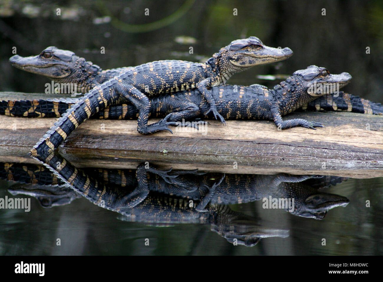 Baby gators hi-res stock photography and images - Alamy
