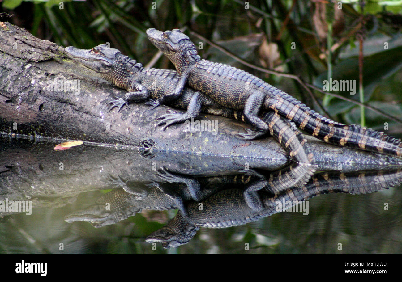 Baby gators hi-res stock photography and images - Alamy