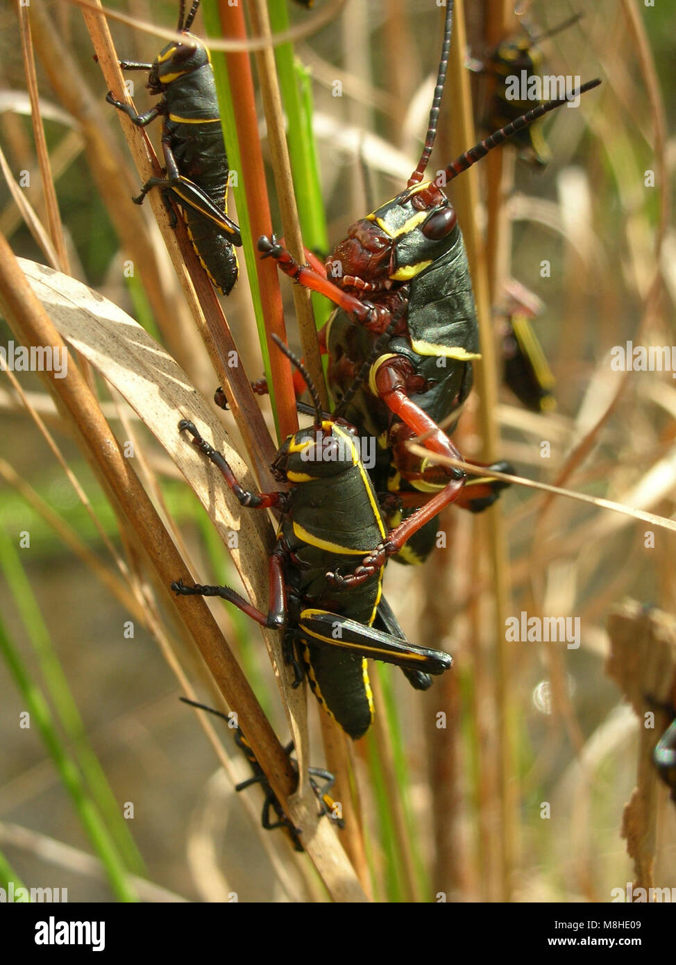 Florida grasshoppers hi-res stock photography and images - Alamy