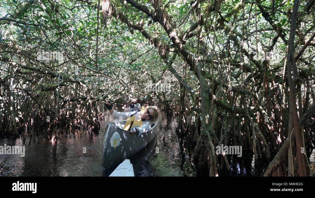 mangrove tunnel. Turner River Stock Photo - Alamy