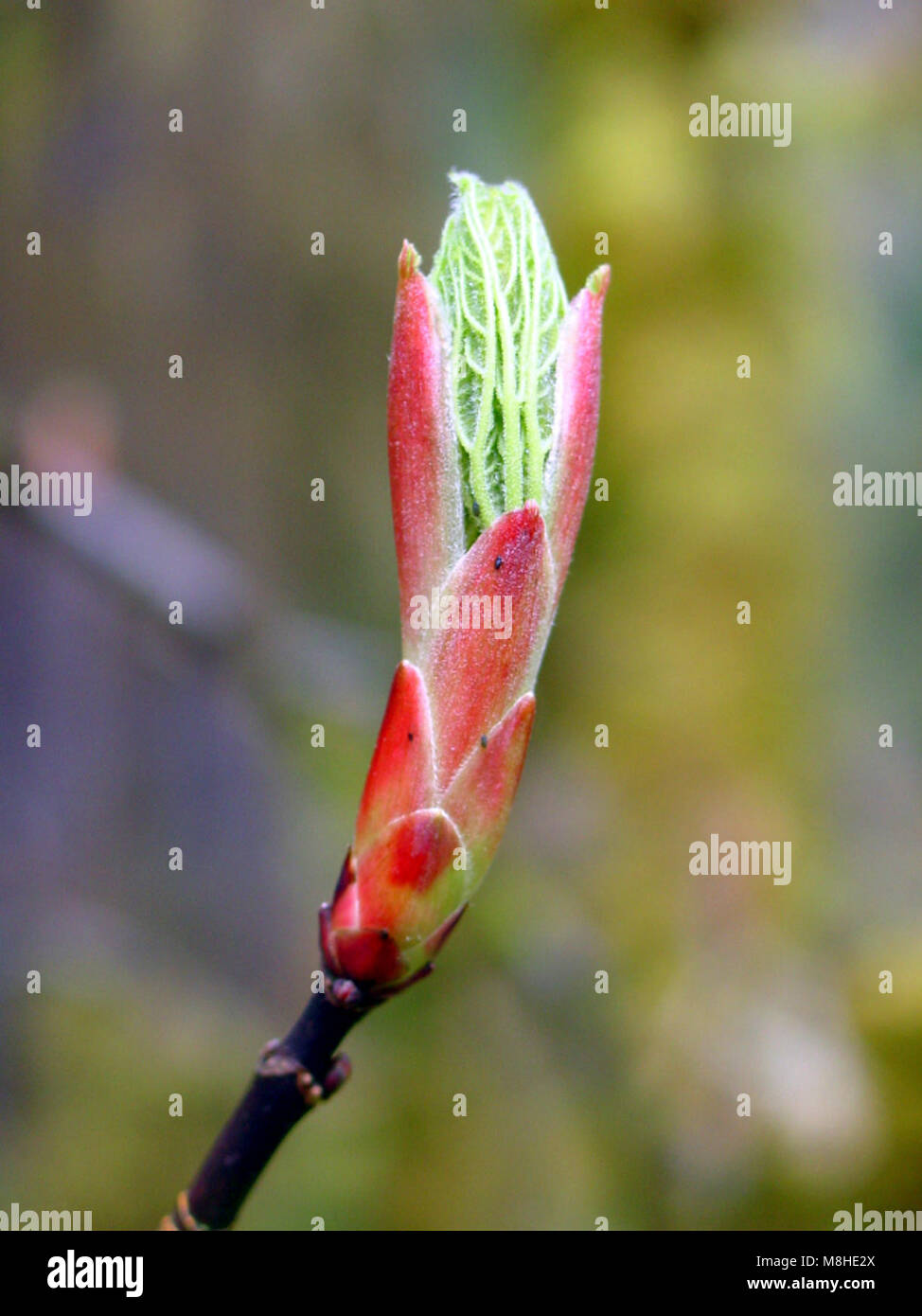 Maple Bud tree spring Stock Photo - Alamy