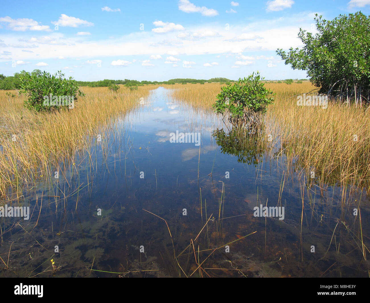 Marsh off Halfway Creek Stock Photo - Alamy